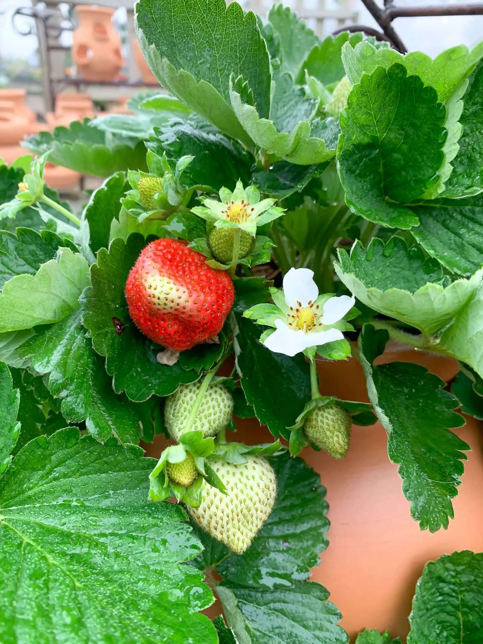 Spring Planting Guide - Enchanted Gardens
