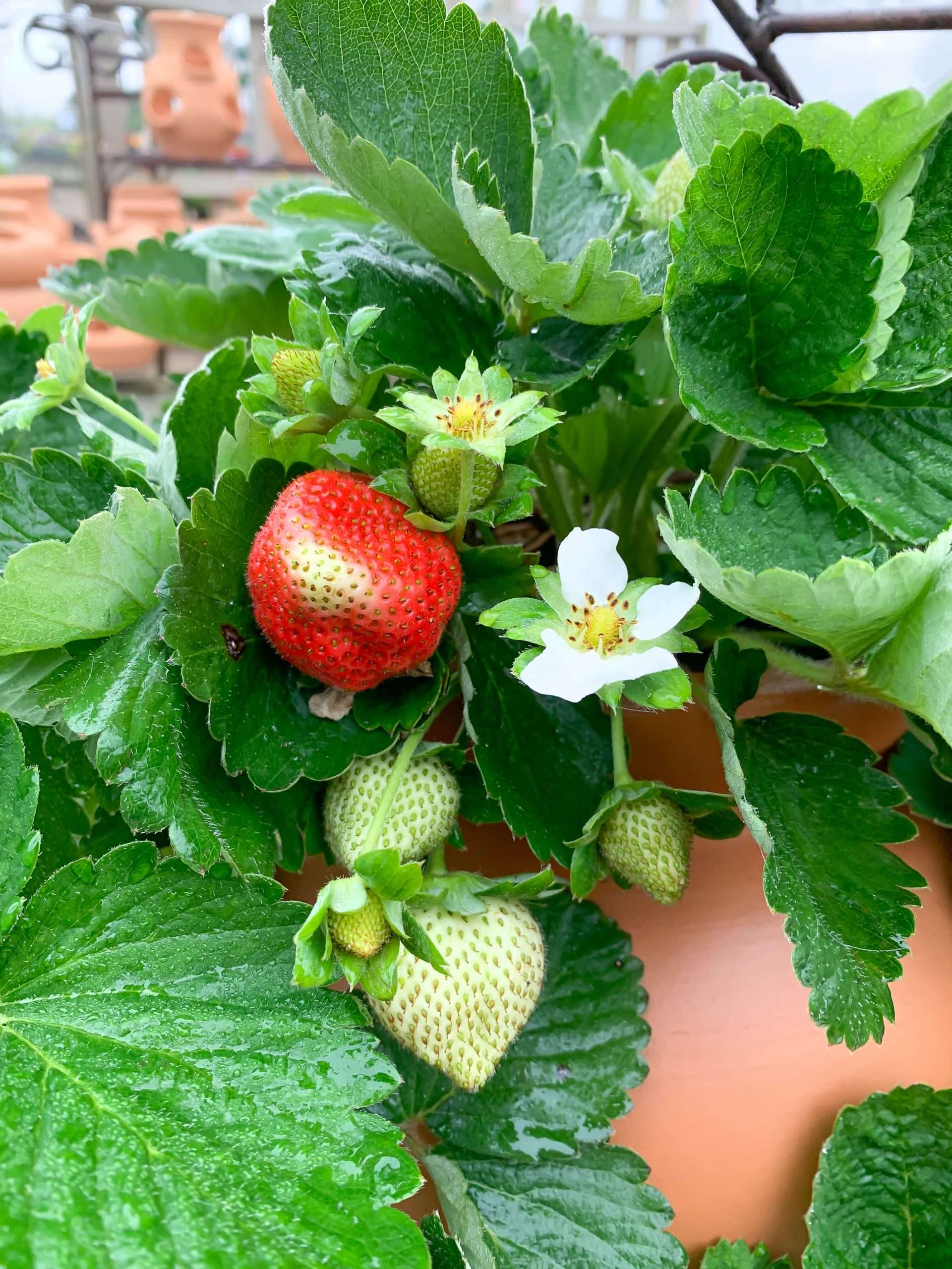 Spring Planting Guide - Enchanted Gardens